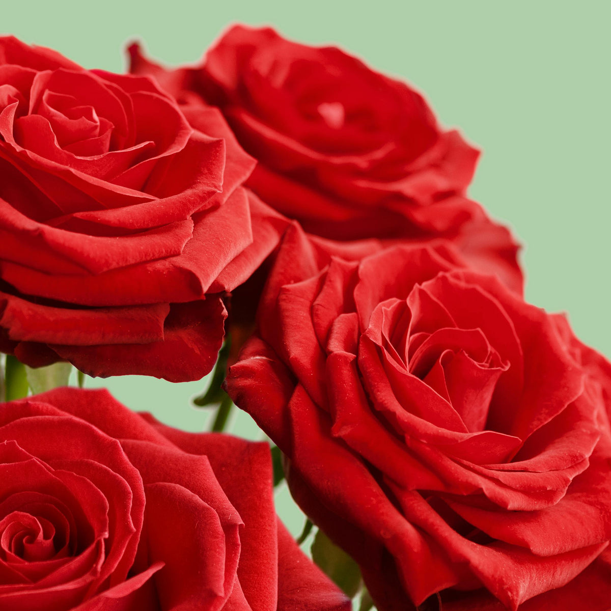 Why is it tradition to send red roses? – Bloomstall Flower & Plants ...