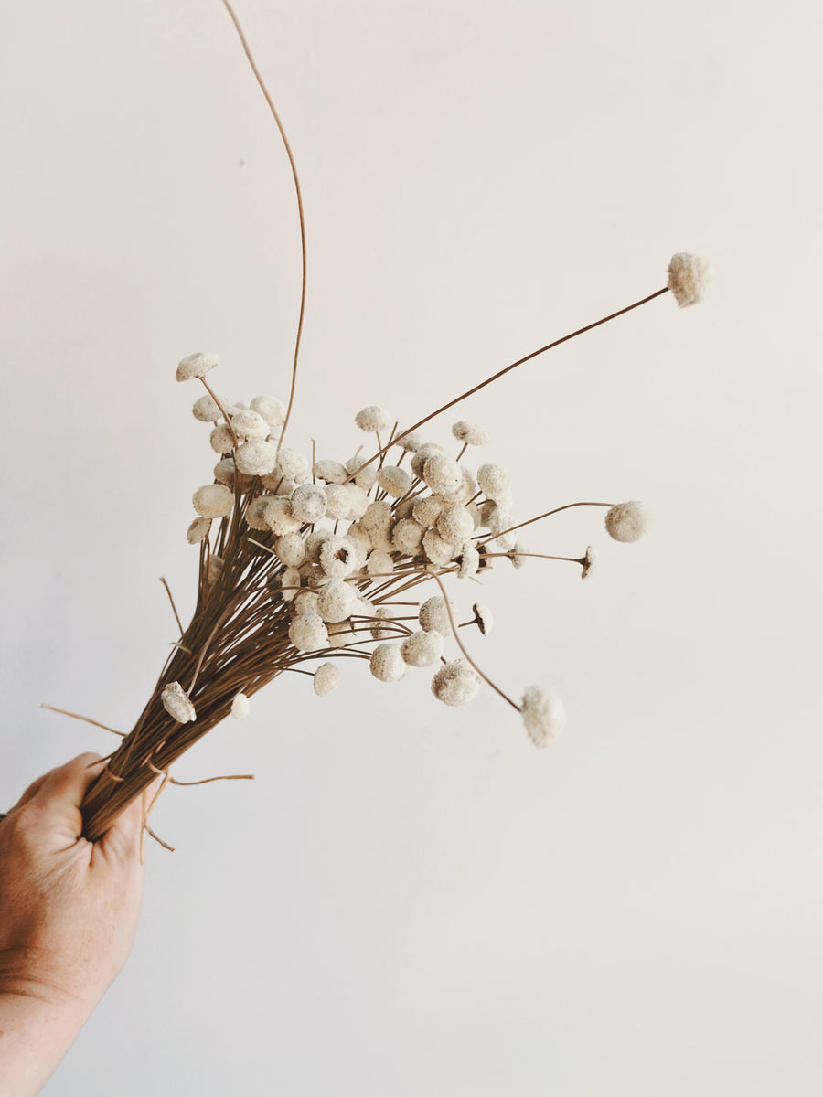 Dried button Flower Bunch – Bloomstall Flower & Plants - Columbia, Tn ...