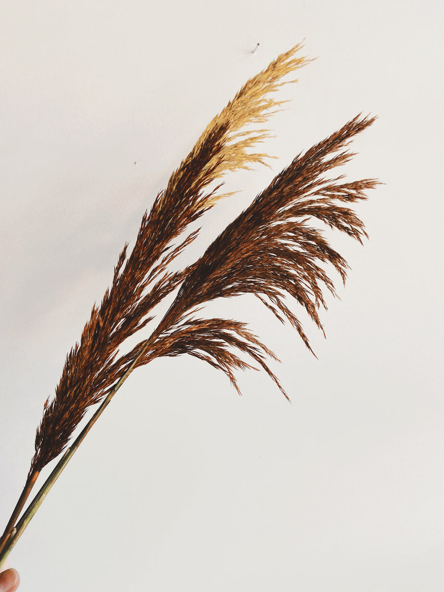 Dried Plume Reed Stem – Bloomstall Flower & Plants - Columbia, Tn Florist